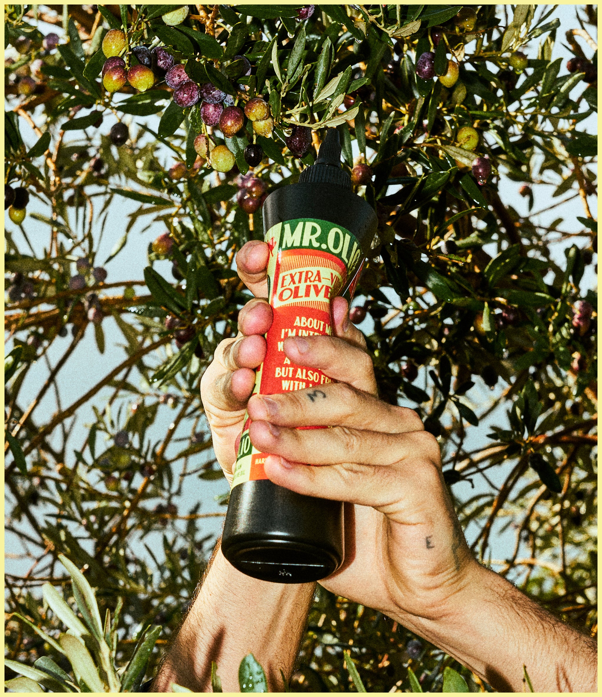 South Australia's Freshest & Most Squeezable Extra Virgin Olive Oil ...